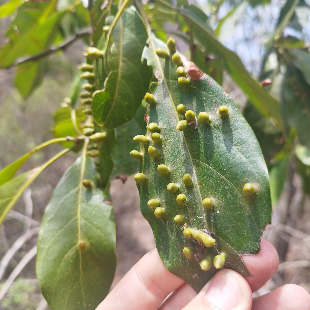 Trioza anceps from Cuerámaro, Gto., México on July 15, 2023 at 11:27 AM ...