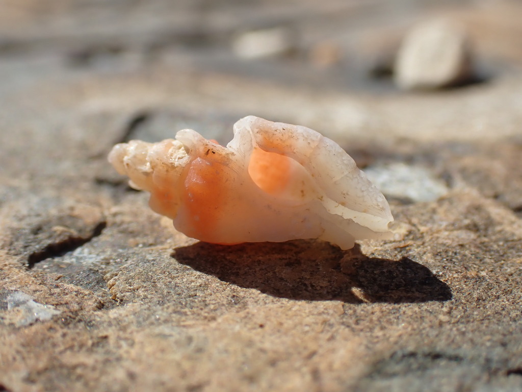 Prototyphis angasi from Barcoongere NSW 2460, Australia on July 16 ...