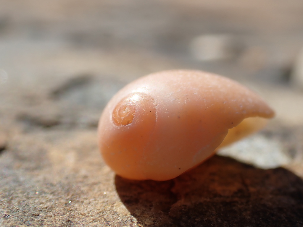 Conuber melastoma from Barcoongere NSW 2460, Australia on July 16, 2023 ...