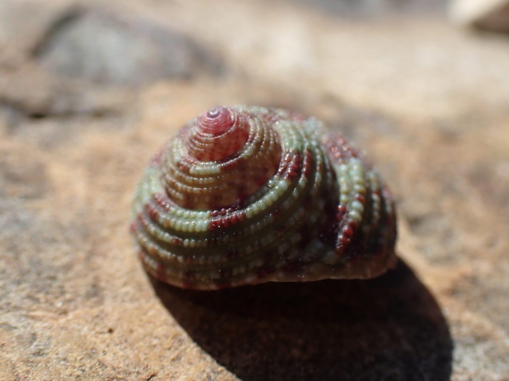 Clanculus clangulus from Barcoongere NSW 2460, Australia on July 16 ...