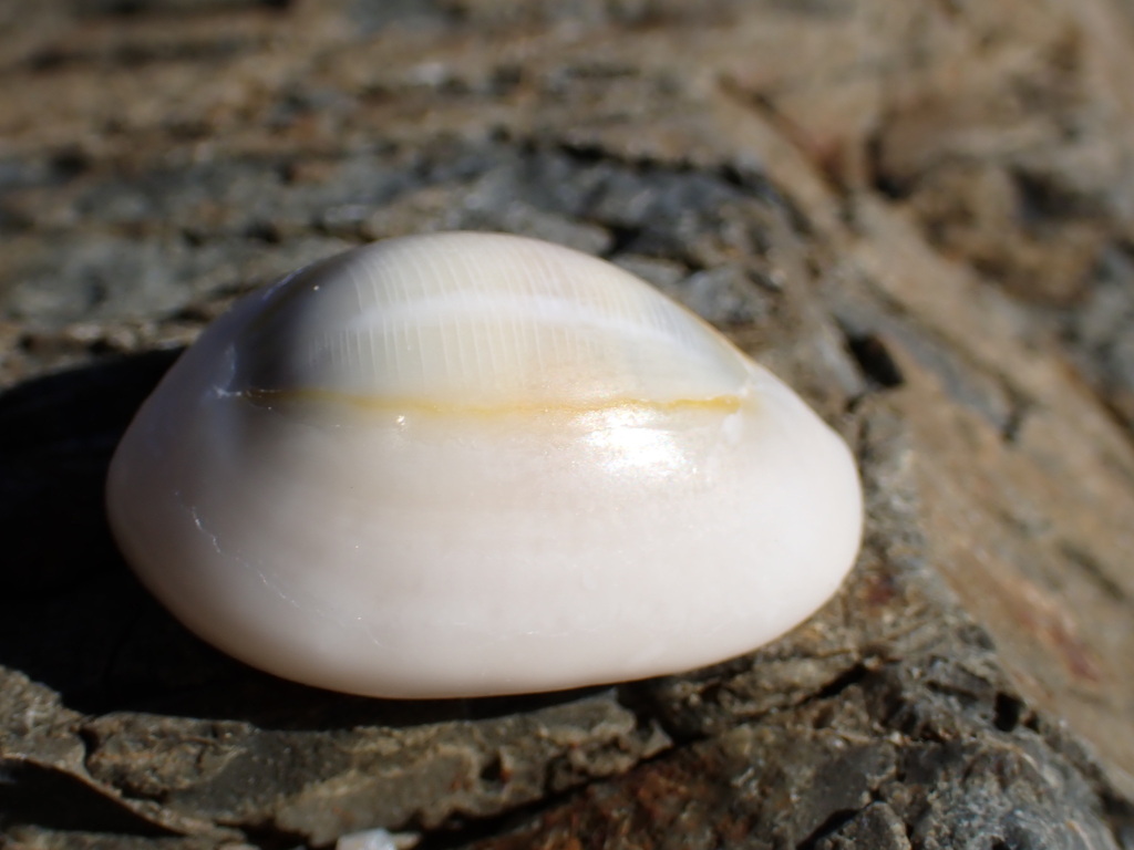 Gold Ring Cowry from Barcoongere NSW 2460, Australia on July 16, 2023 ...