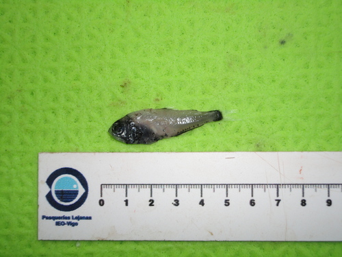 オオメハダカ属 (Protomyctophum)