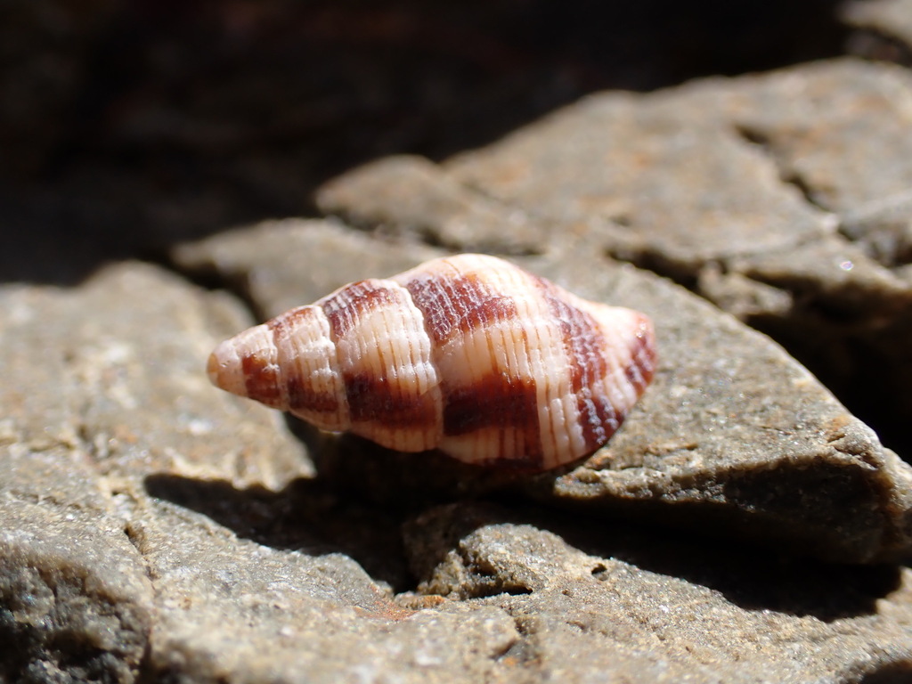 Engina australis from Barcoongere NSW 2460, Australia on July 16, 2023 ...