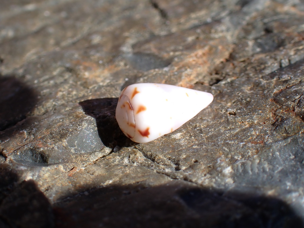 Music Cone from Barcoongere NSW 2460, Australia on July 16, 2023 at 03: ...