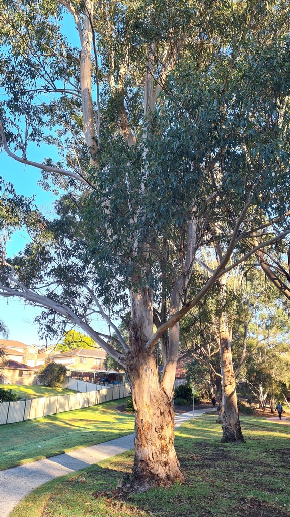 Grey Gum from Sydney NSW, Australia on July 6, 2023 at 08:42 AM by ...