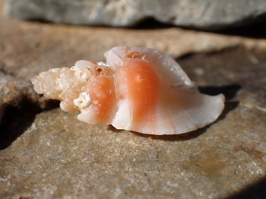 Prototyphis angasi from Barcoongere NSW 2460, Australia on July 16 ...