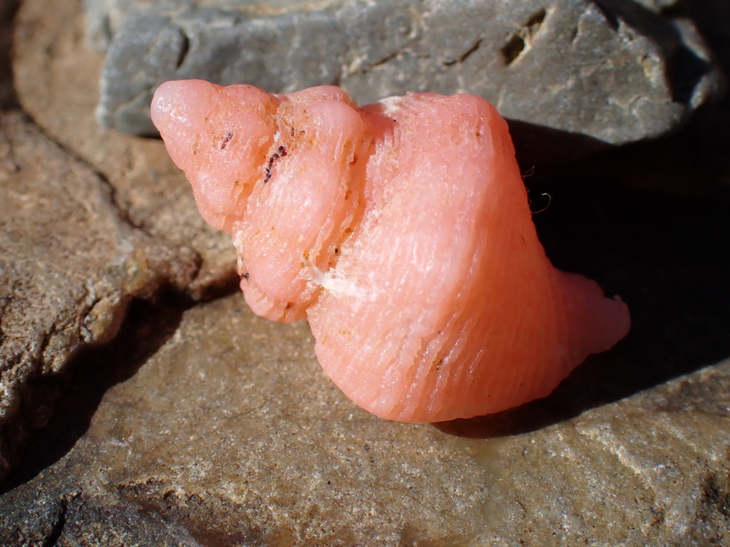 Mipus arbutum from Barcoongere NSW 2460, Australia on July 16, 2023 at ...
