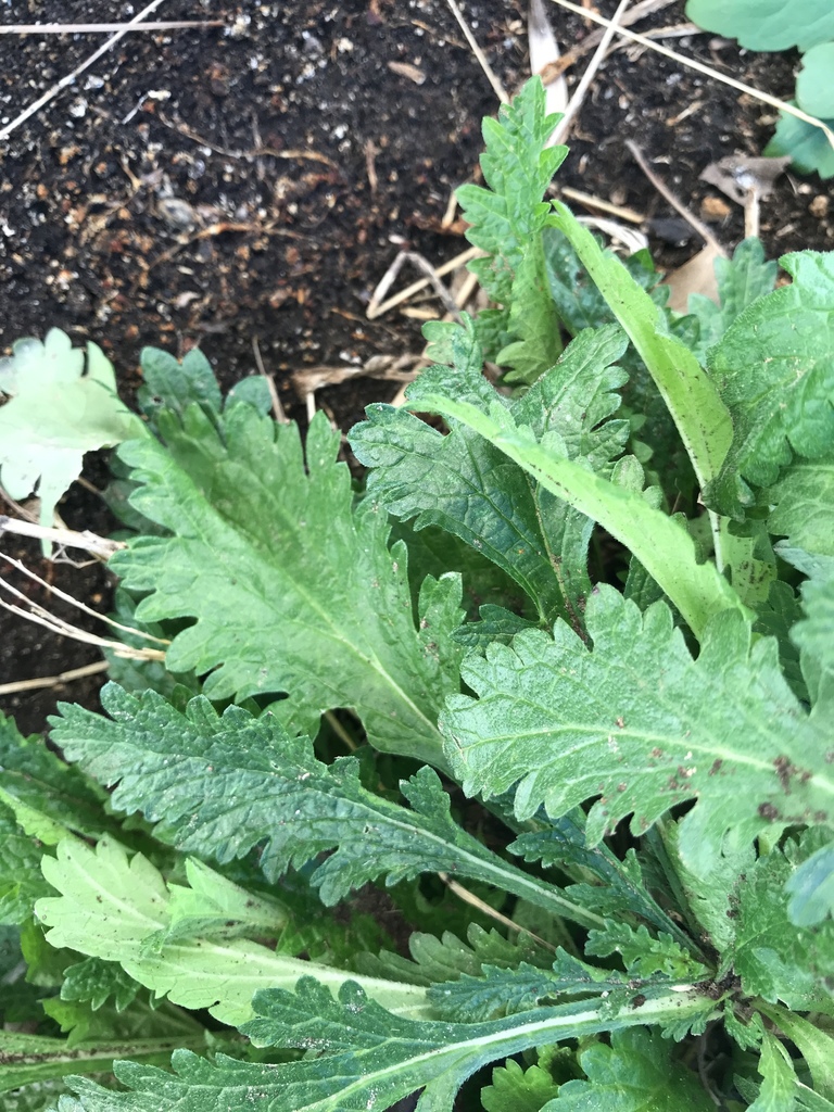 Texas vervain from 1207 Ridgewood Ter, Arlington, TX, US on January 9 ...
