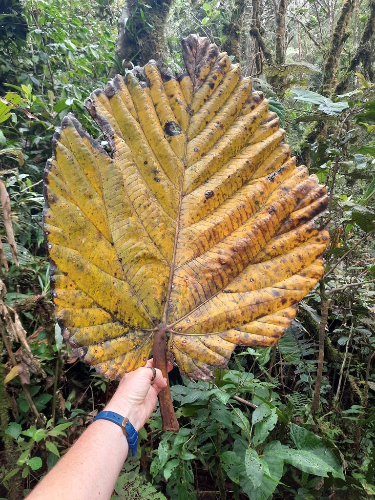 Dinner plate fig from Gahuku Rural LLG, Papua New Guinea on July 15 ...