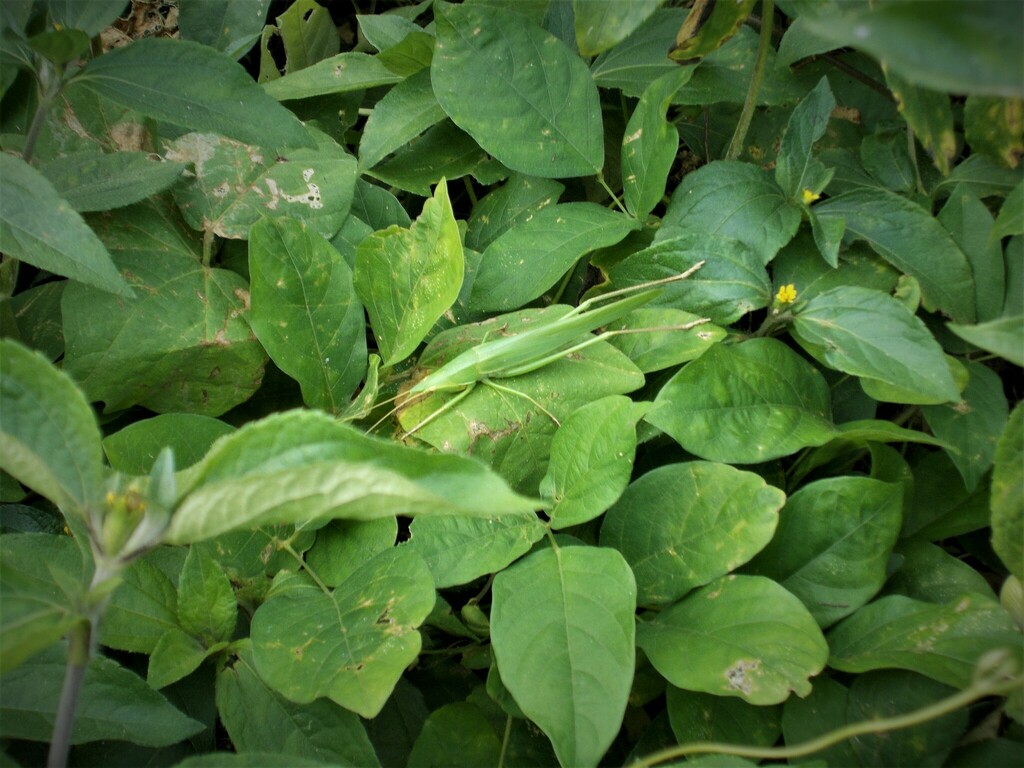 Euconocephalus Katydids from Lau, Fiji on July 4, 2023 at 01:40 AM by ...