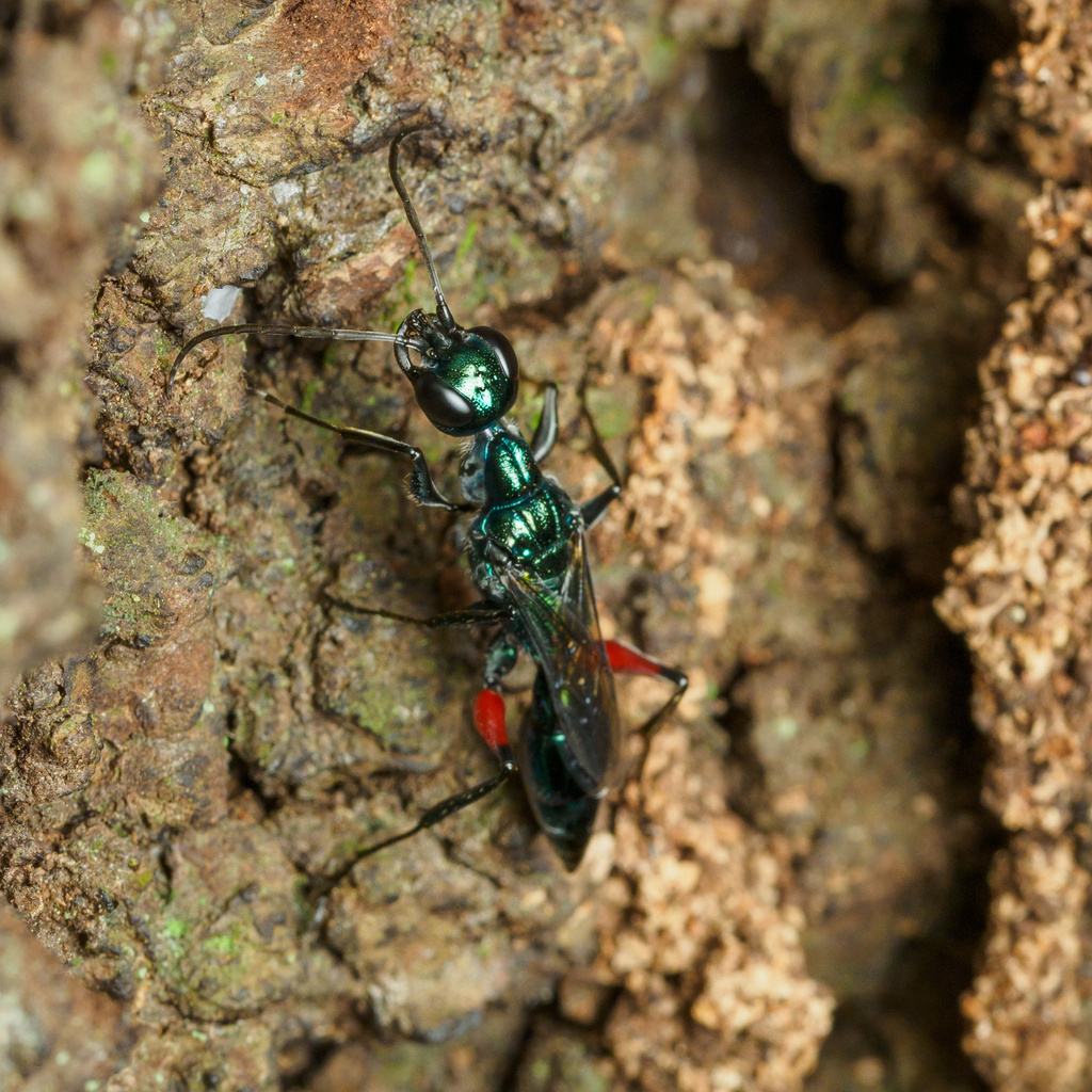 Ampulex dissector in July 2023 by emura_atka · iNaturalist