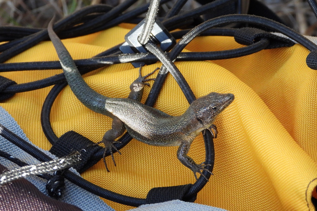 Madeira Lizard (Madeira) from Funchal, Portugalsko on October 19, 2021 ...
