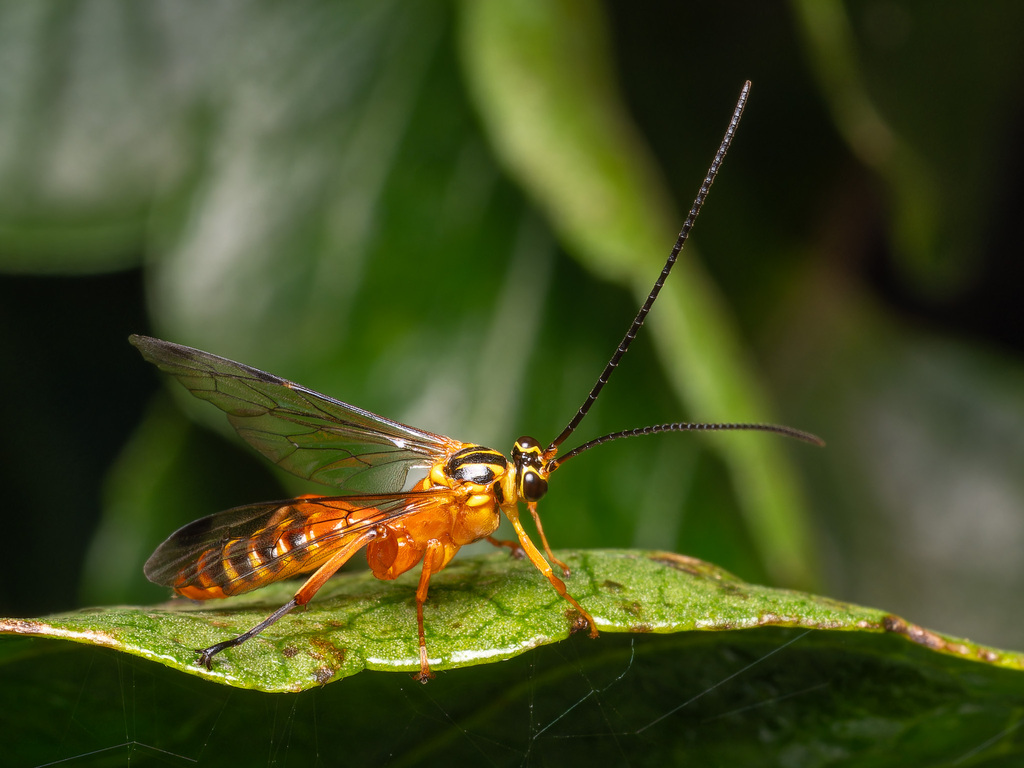 Yellow-banded Ichneumonid Wasp from Mount Coot-Tha QLD 4066, Australia ...