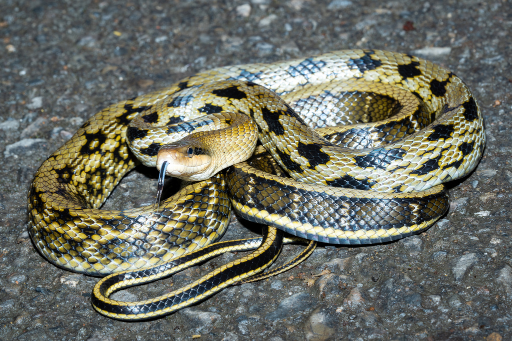 Taiwan Beauty Snake (Elaphe taeniura friesi) - Snakes and Lizards