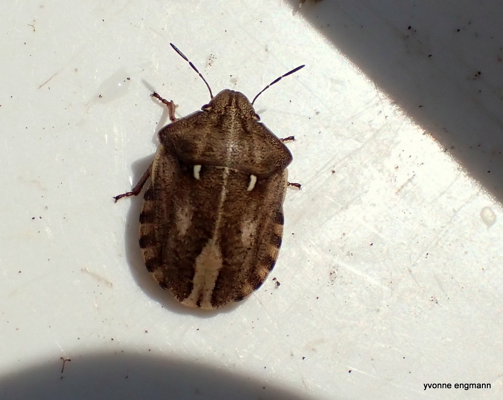 Tortoise Bug from 4250 Fuglebjerg, Danmark on July 13, 2023 at 10:26 AM ...