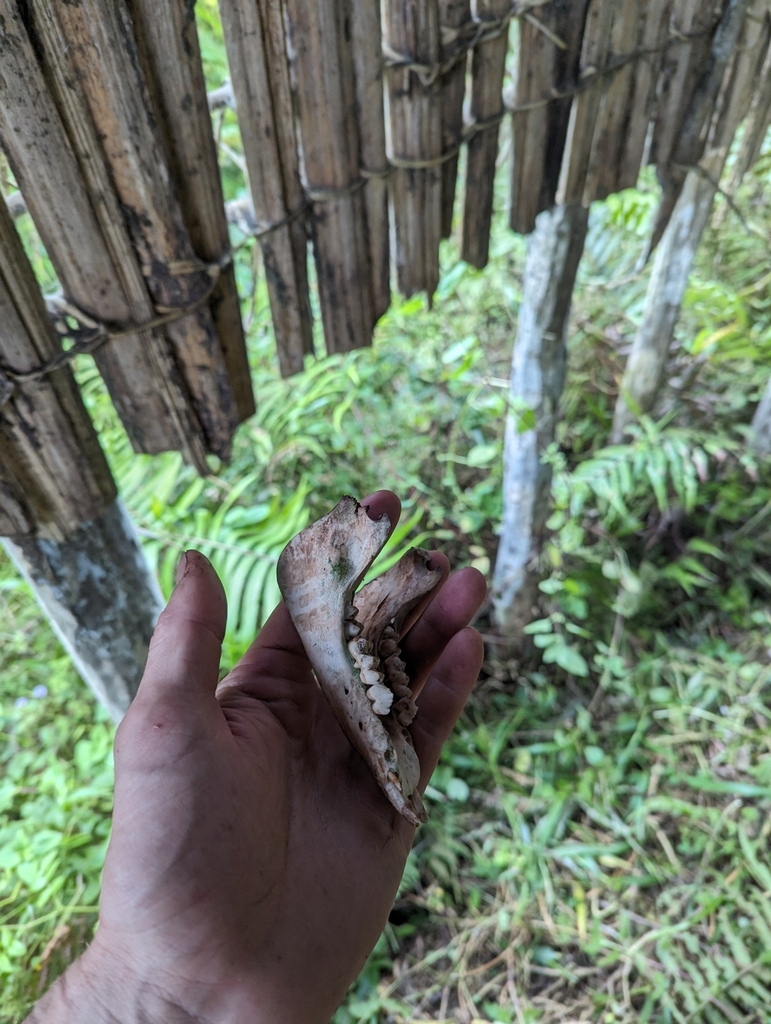 Ifola Tree-kangaroo in July 2023 by bell_ecosystems. Lower jaw ...