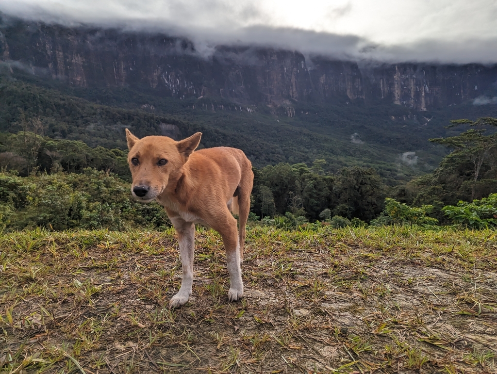 Domestic Dog from Star Mountains Rural LLG, Papua New Guinea on July 7 ...