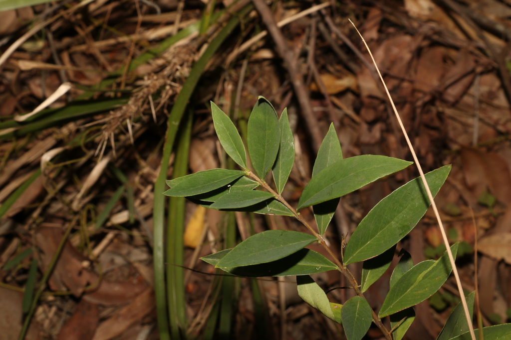 Bootlace Plant from Brisbane QLD, Australia on July 16, 2023 at 04:25 ...