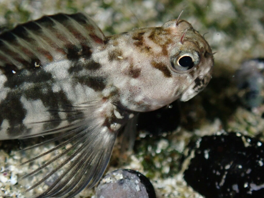 Zebra Blenny from Kahaluu-Keauhou, HI 96740, USA on July 15, 2023 at 09 ...