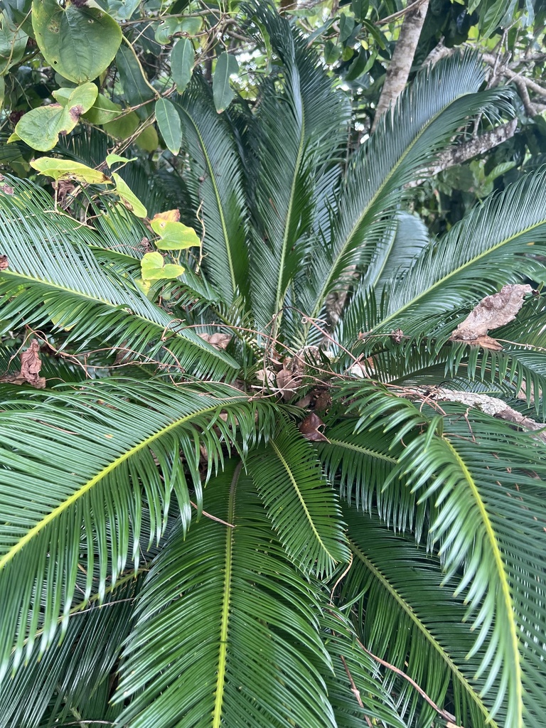 Cycas from Great Barrier Reef, Fitzroy Island, QLD, AU on July 16, 2023 ...