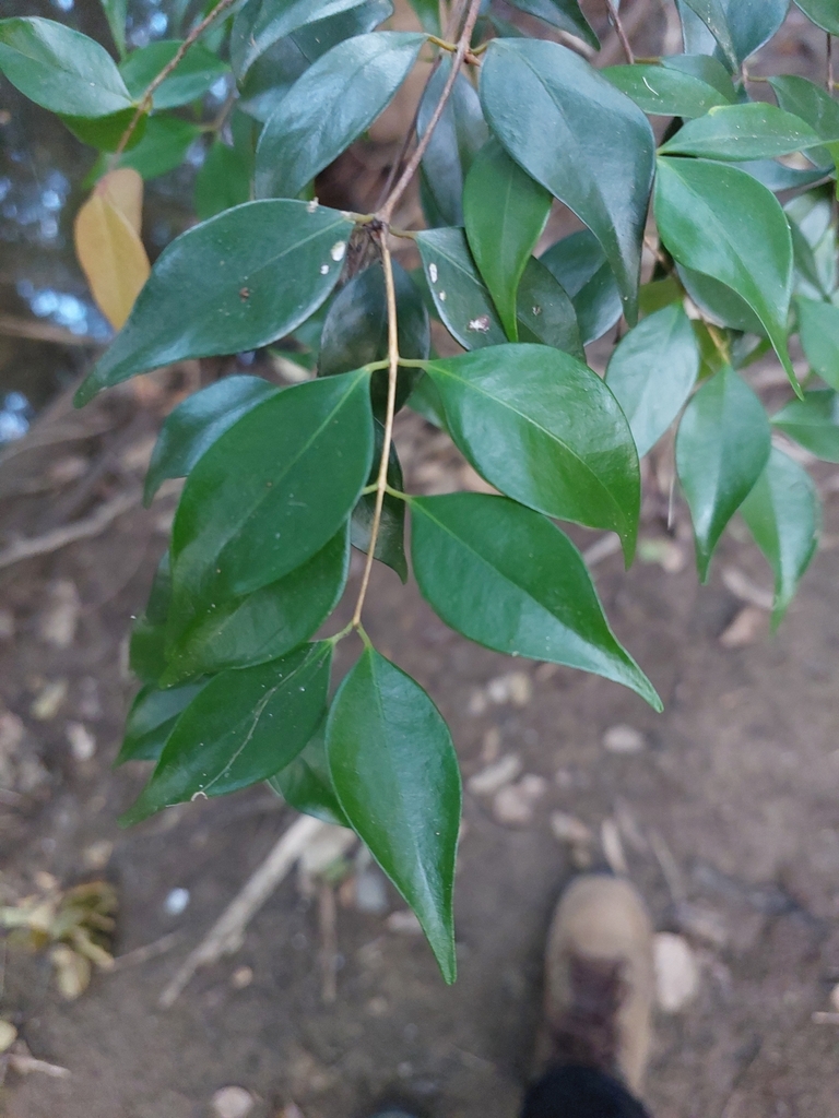 Small-leaved Lilly Pilly from Bray Park QLD 4500, Australia on July 16 ...