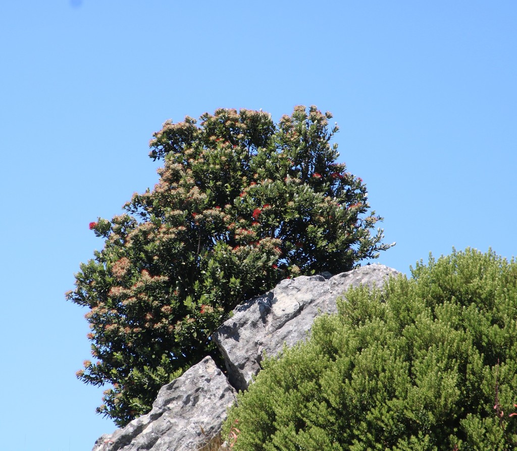 Pōhutukawa from Constantia Neck Jeep Track, Cecilia Section, Table ...