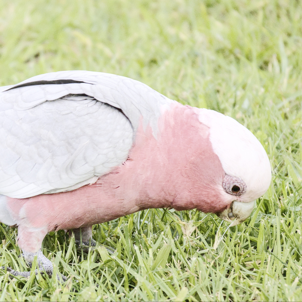 Eastern Galah from Melbourne VIC, Australia on July 12, 2023 at 03:38 ...