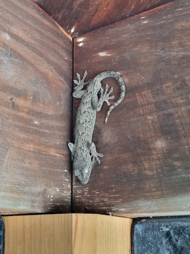 Japanese Giant Gecko from 224-0001, Japan on July 16, 2023 at 02:23 PM ...