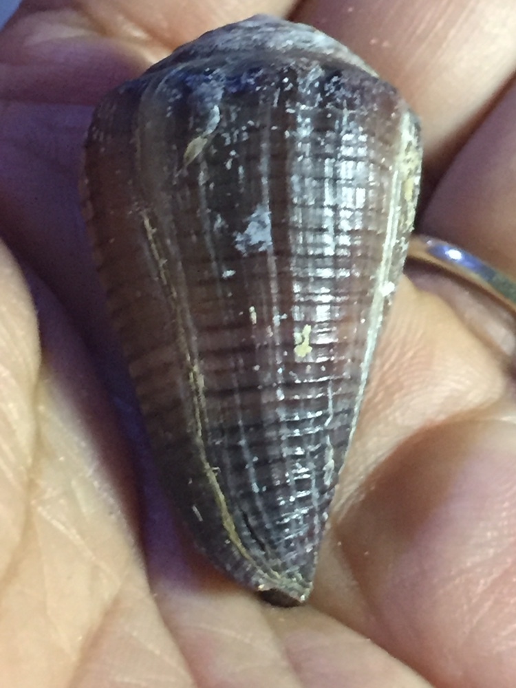 Bilious Cone from Trinity Bay, Ellis Beach, QLD, AU on July 16, 2023 at ...