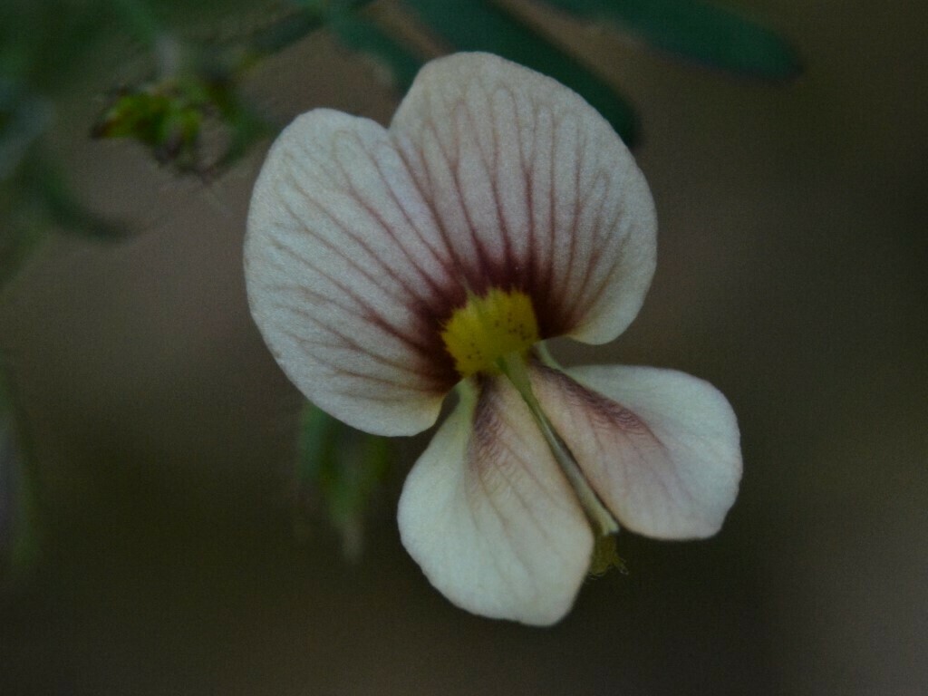 shyleaf from Shoal Bay NT 0830, Australia on July 13, 2023 at 02:44 PM ...