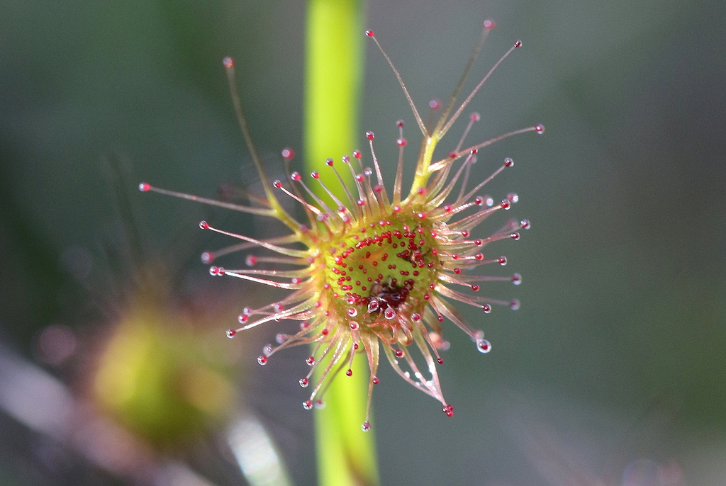 Tall sundew from Mount Billy Conservation Park, Hindmarsh Valley SA ...