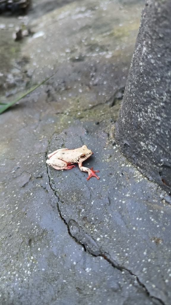 Painted Reed Frog from Buffalo City Metropolitan Municipality, South ...