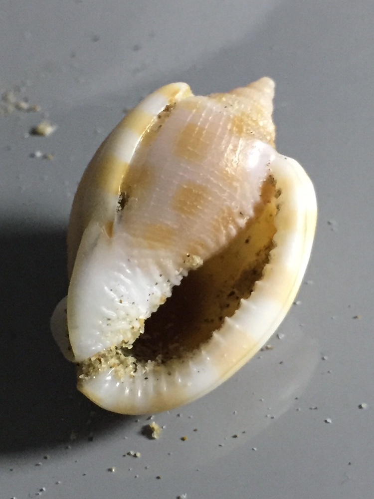 Checkerboard Bonnet Snail from Trinity Bay, Ellis Beach, QLD, AU on ...