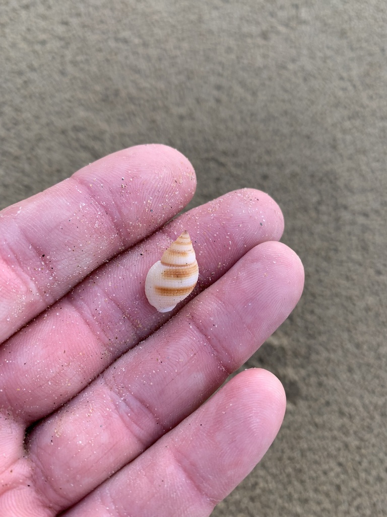 Nassarius concinnus from Captain Cook Hwy, Palm Cove, QLD, AU on July 16, 2023 at 05:04 PM by ...