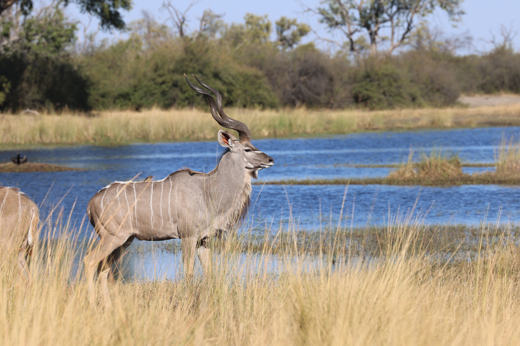 Southern Greater Kudu from Okavango Delta, North West, BW on July 16 ...
