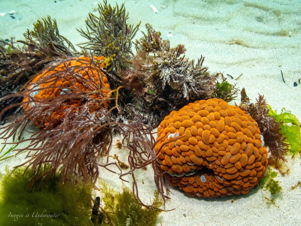 Wandering Sea Anemone from Victoria, Australia on July 16, 2023 at 11: ...