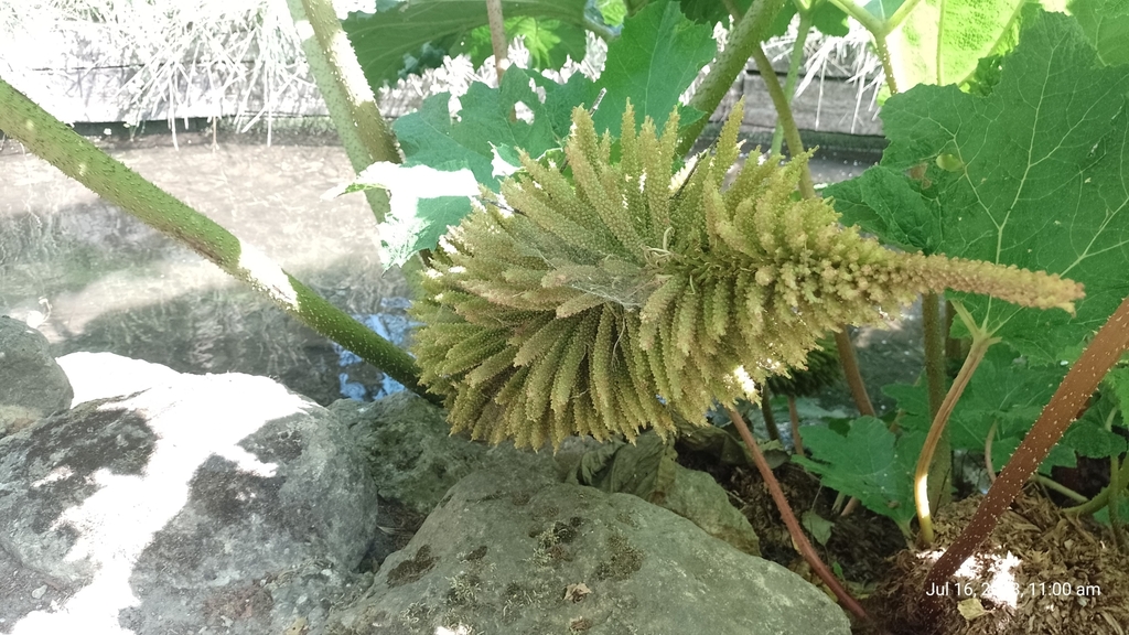 (Gunnera × cryptica) - Botanical Realm