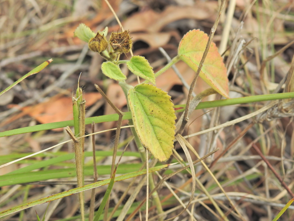 flannel weed from Bauple QLD 4650, Australia on July 16, 2023 at 03:10 ...