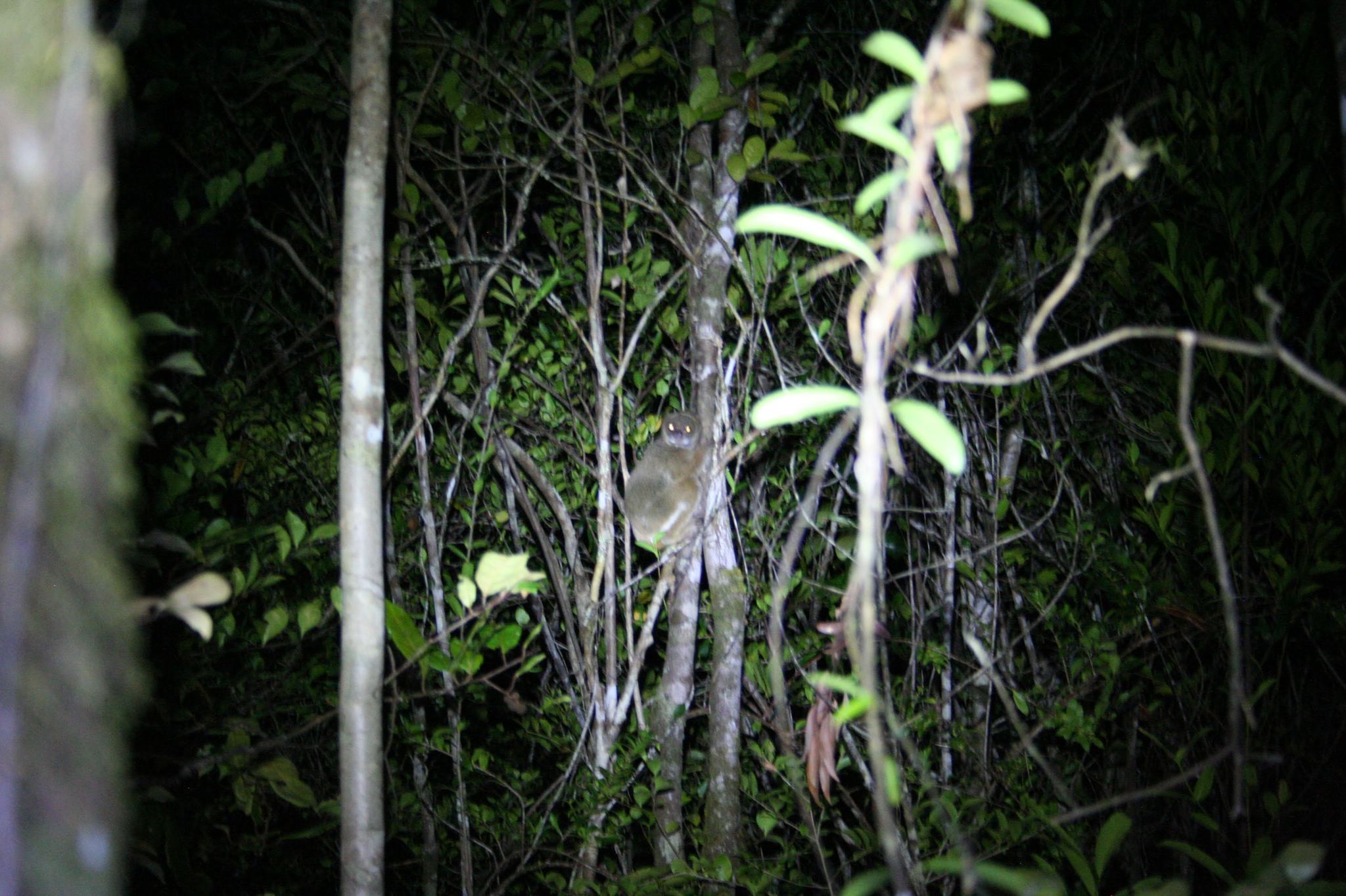 Avahi laniger (Gmelin, 1788)