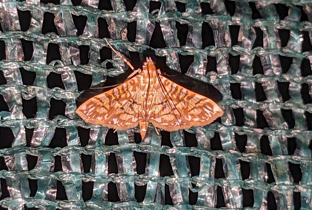 Variegated Pearl from East Kameng, IN-AR, IN on July 14, 2023 at 08:50 ...