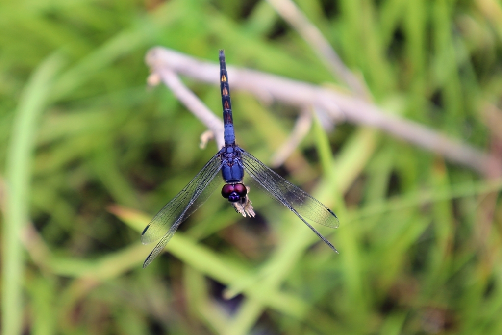 Indigo Dropwing from East Kameng, IN-AR, IN on July 15, 2023 at 09:28 ...
