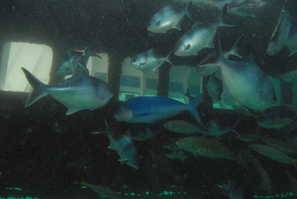 Sea Sweep from Boston Bay Port Lincoln on March 21, 2012 at 11:50 AM by ...