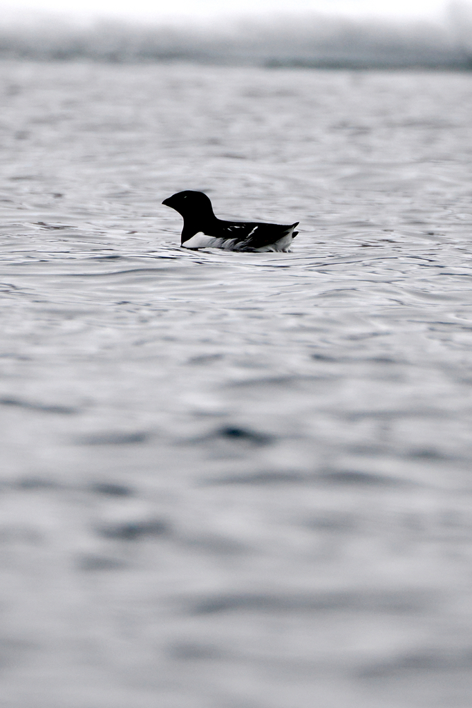 Dovekie from Svalbard, Svalbard and Jan Mayen on July 16, 2023 at 03:03 ...
