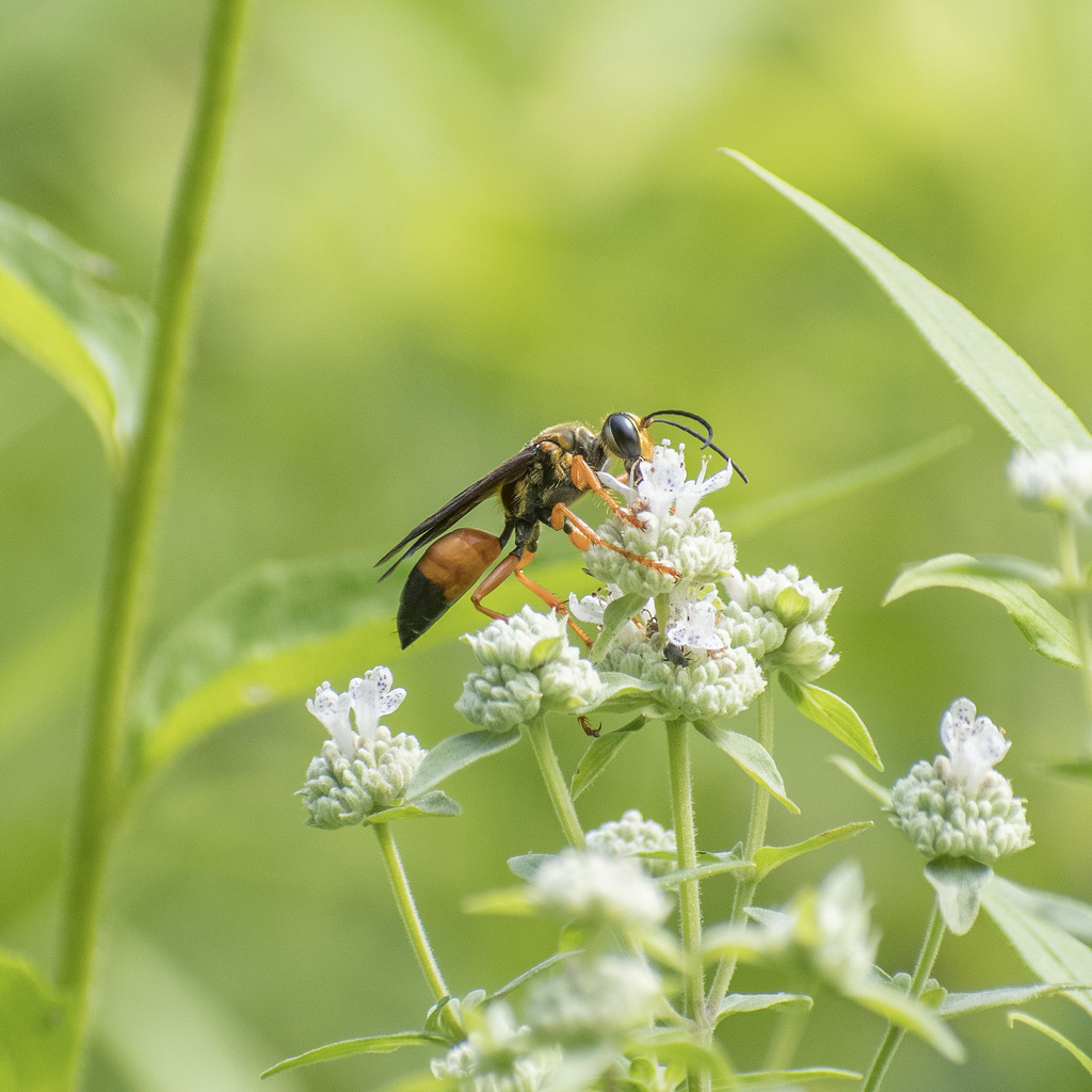 Great Golden Digger Wasp from Montgomery County, OH, USA on July 13 ...