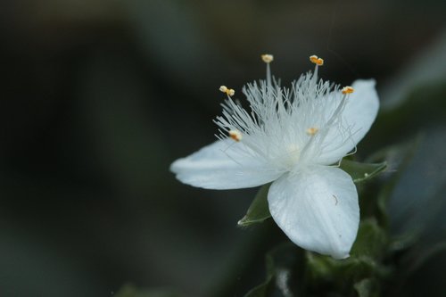 Gibasis geniculata (Flora Util de a Región de Temoaya, Centro ...