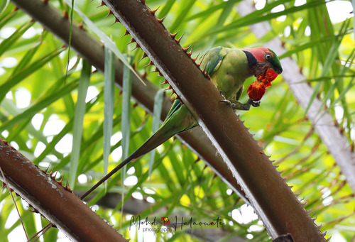 Subspecies Psittacula longicauda longicauda · iNaturalist