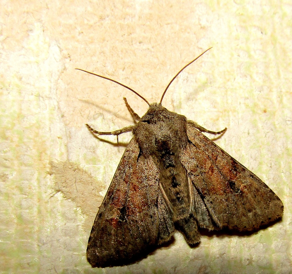 Bordered Apamea Moth from Кохма, Ивановская обл., Россия on June 27 ...