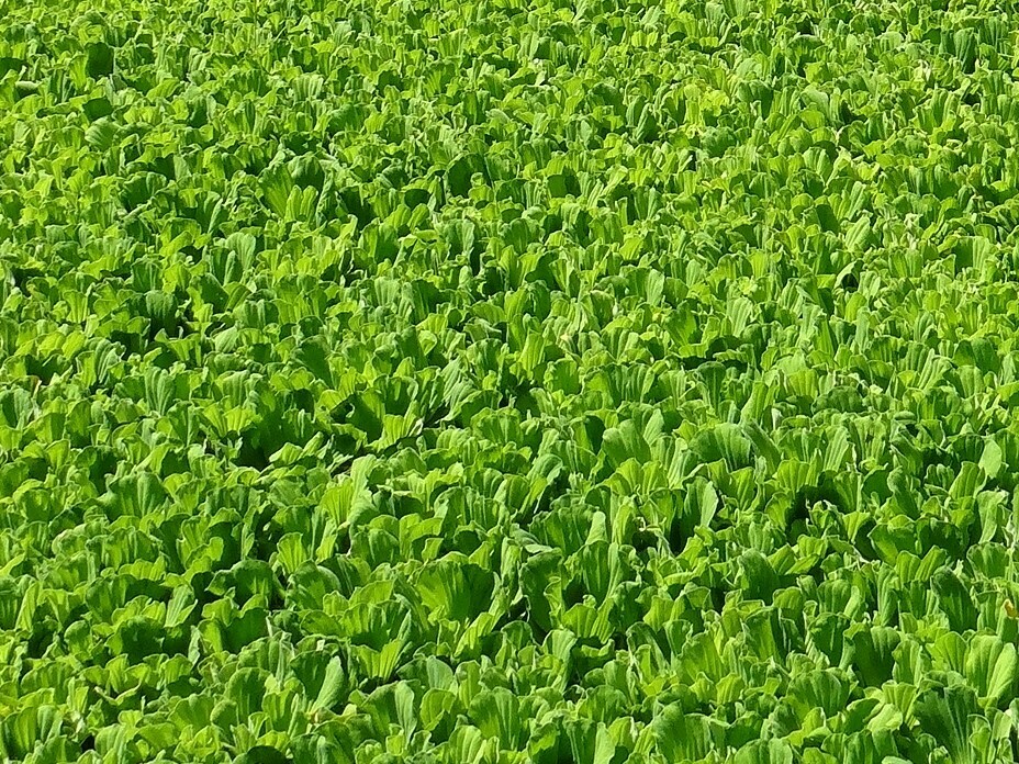 water lettuce from Nhlabane, South Africa on February 12, 2016 at 09:59 ...