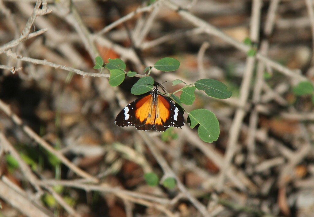 Lesser Wanderer from Yarraden QLD 4892, Australia on June 9, 2023 at 11 ...