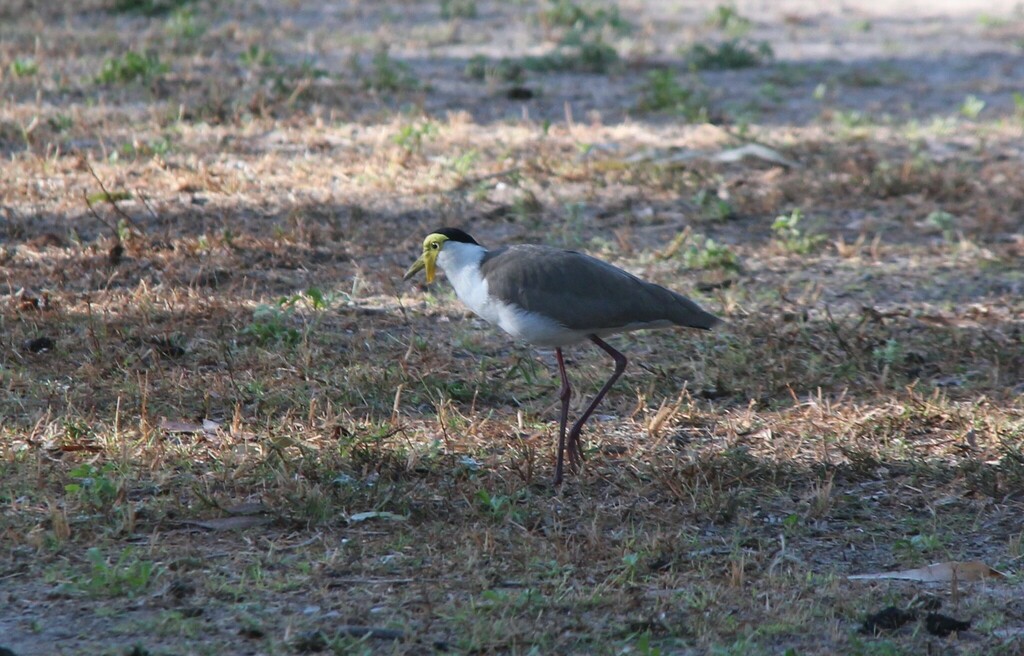 Northern Masked Lapwing from Yarraden QLD 4892, Australia on June 9 ...
